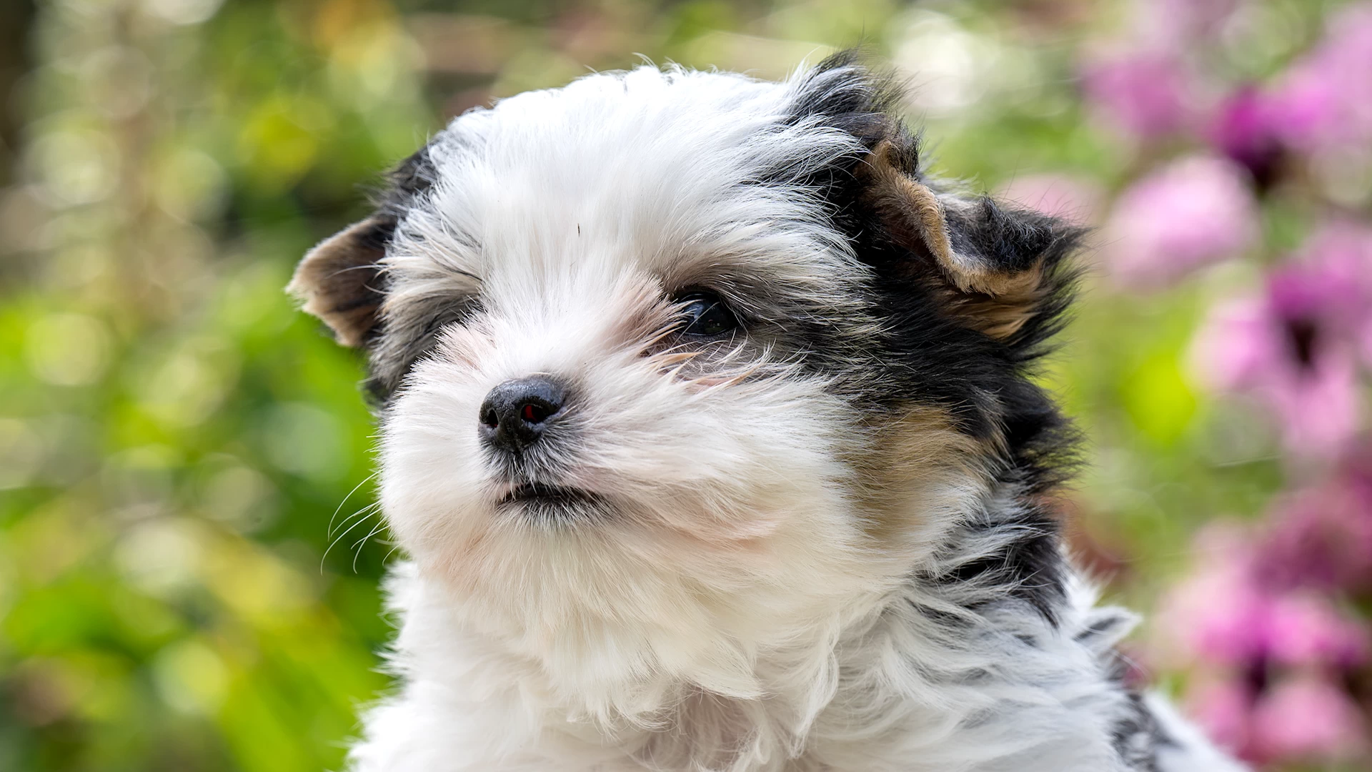 New home for Jana’s sweet gentle Biewer Terrier puppy