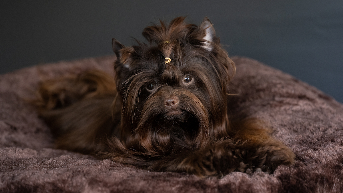 Colour Me In | Chocolate Yorkshire Terrier Puppies For Sale