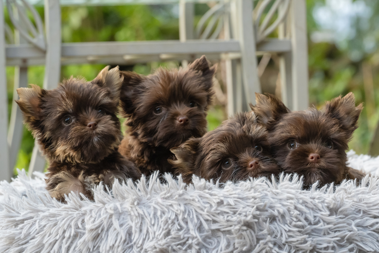 Colour Me In | Mini Chocolate Yorkshire Terrier Puppies For Sale