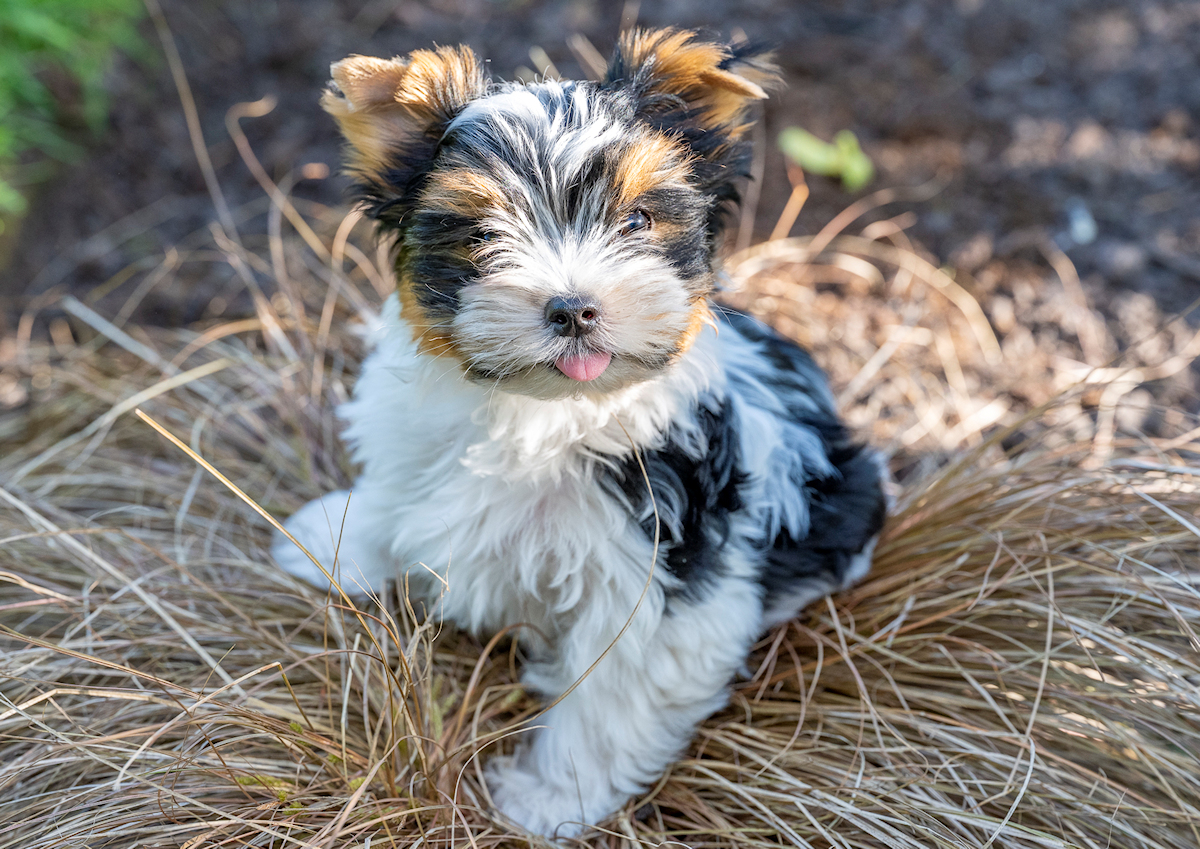 Our future Biewer Terrier Stud Dog of champion lineage