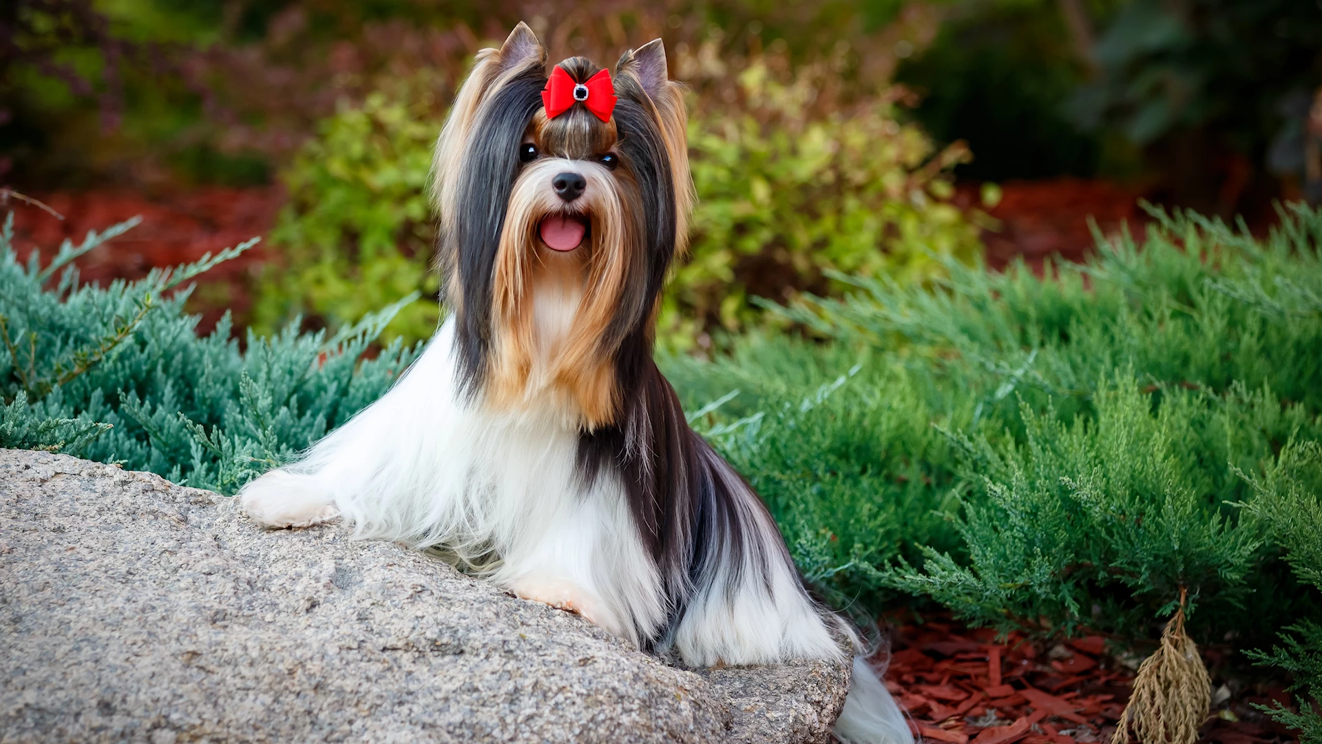 Tag: Biewer Terrier Puppies For Sale