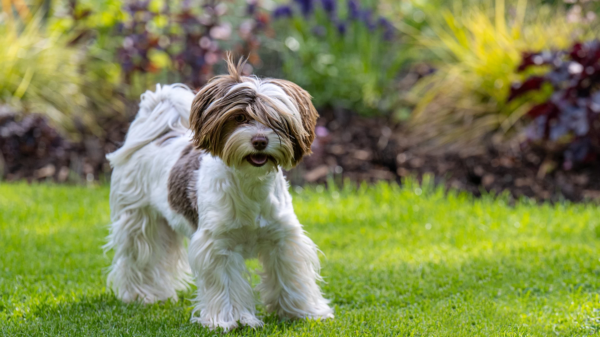 Colour Me In | Chanel Diamond In The Sky | Biewer Terrier