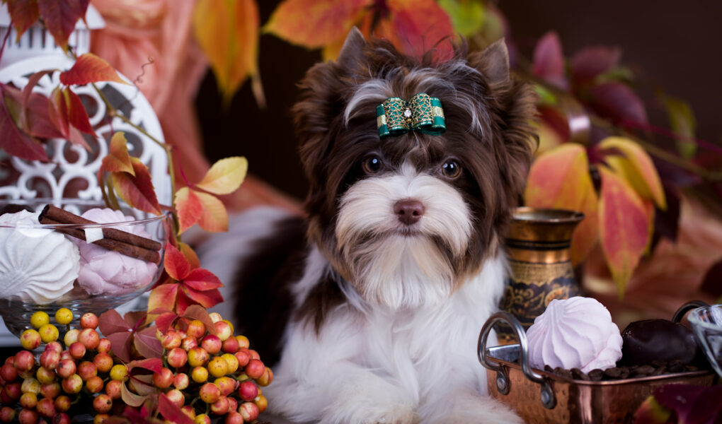 Colour Me In | Biro Terrier | Biro Yorkshire Terrier | Puppies