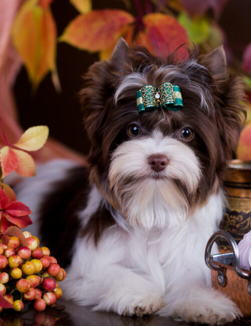 Colour Me In | "Where Puppies Get The Best Start In Life!"