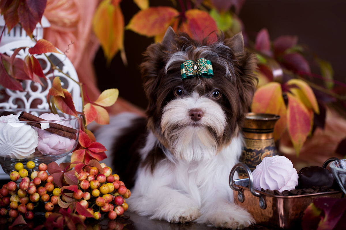 Colour Me In | Biro Terrier | Biro Yorkshire Terrier | Puppies