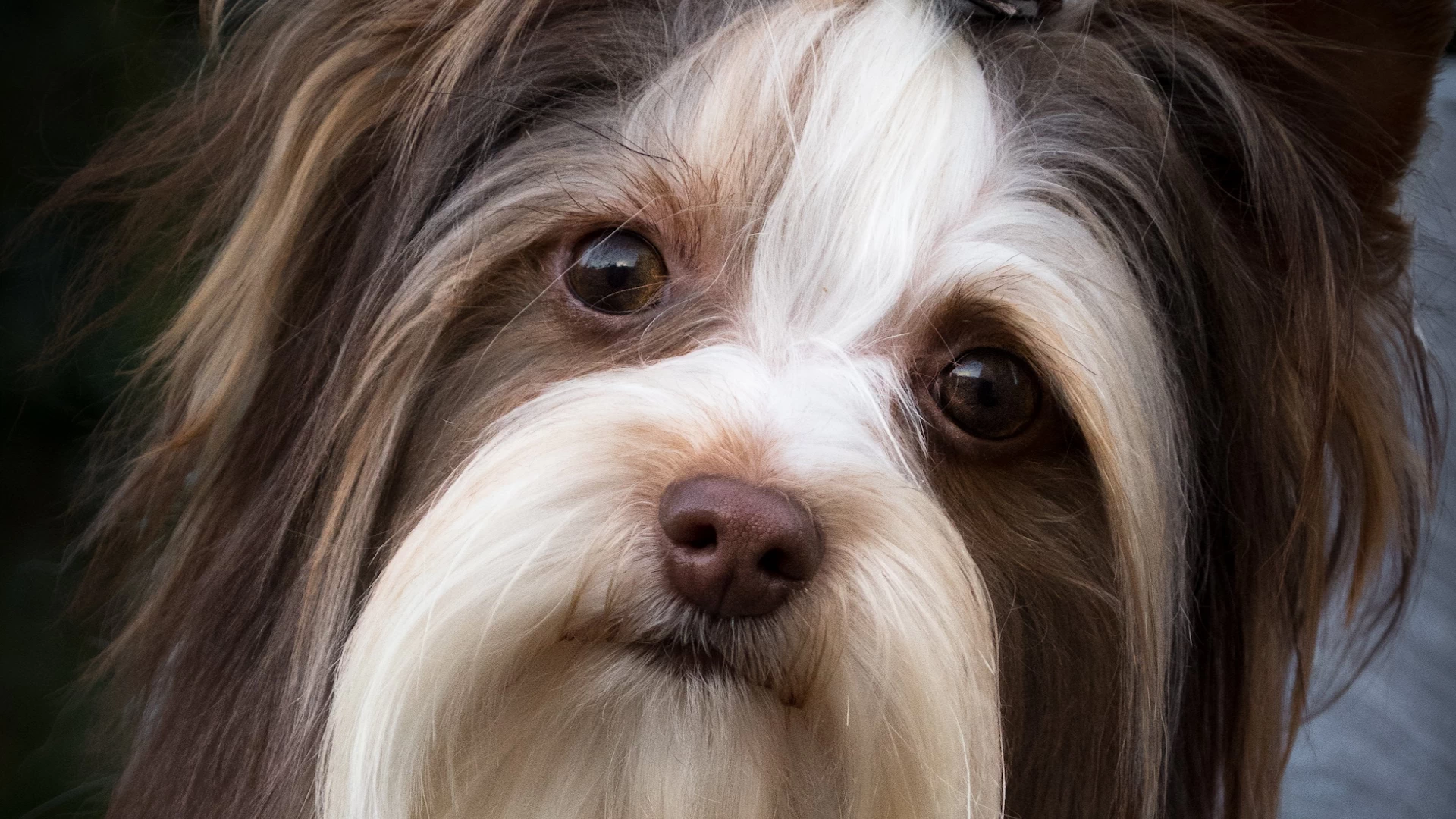 Biro Yorkshire Terrier