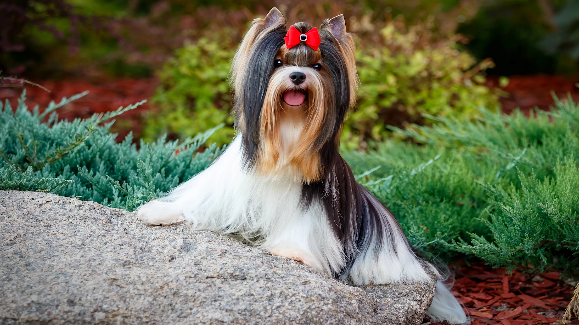 Colour Me In | Biewer Terrier | Puppies For Sale | Scotland UK