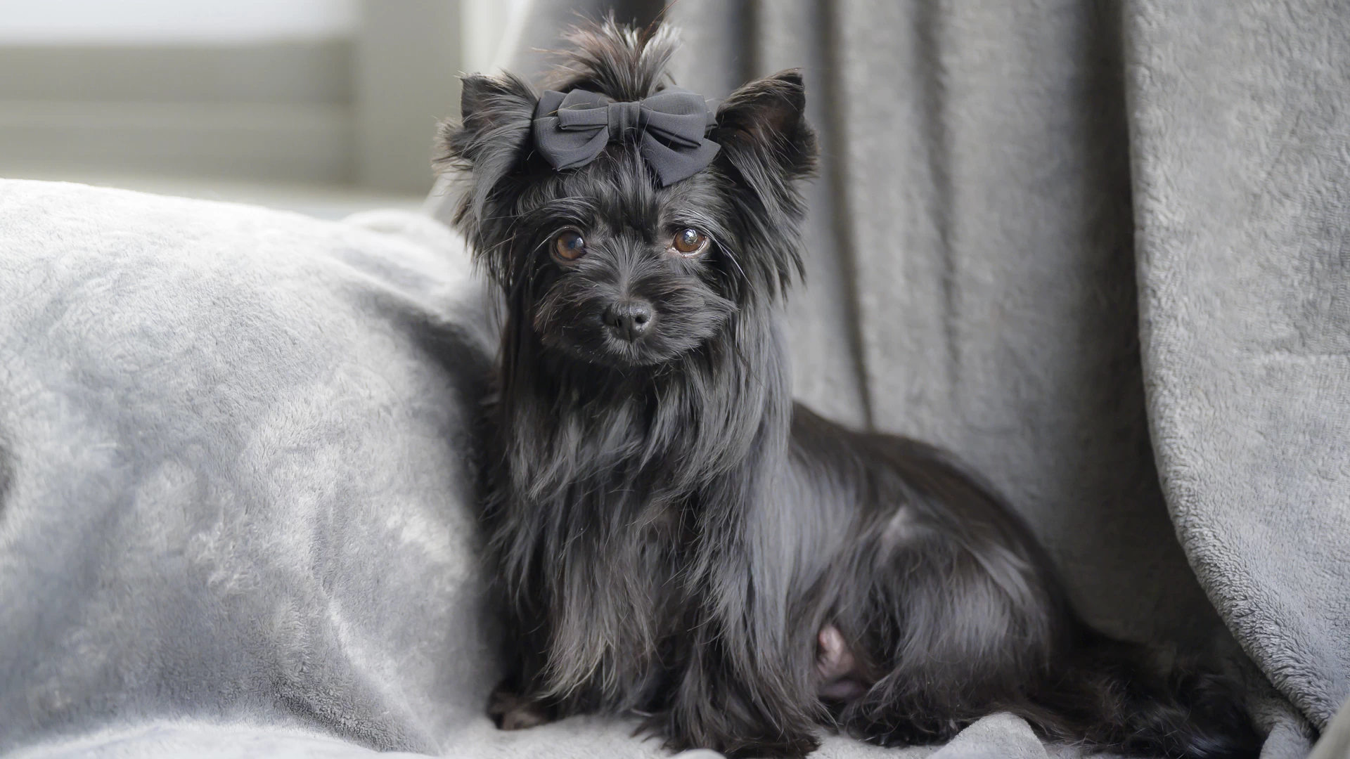 Colour Me In | Chocolate Yorkshire Terrier Puppies For Sale