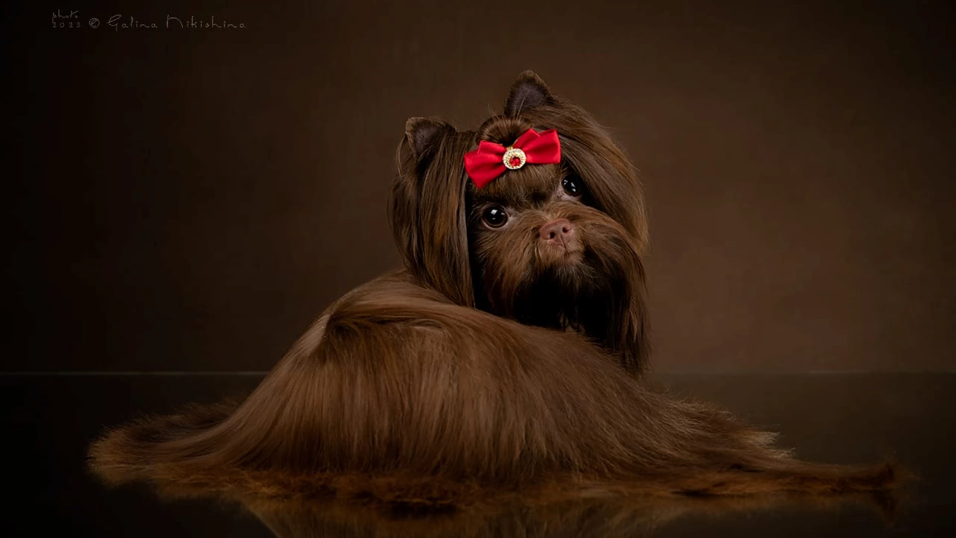 Colour Me In | Chocolate Yorkshire Terrier Puppies For Sale