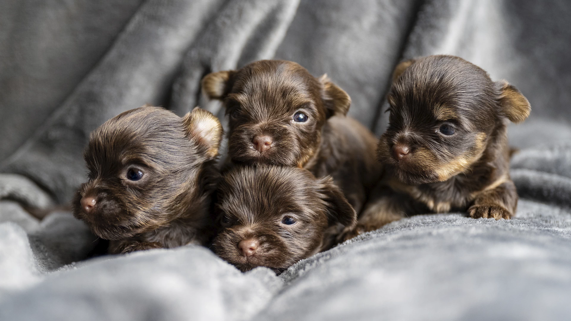 Colour Me In | Puppy Care Tips | Caring For Our Puppies