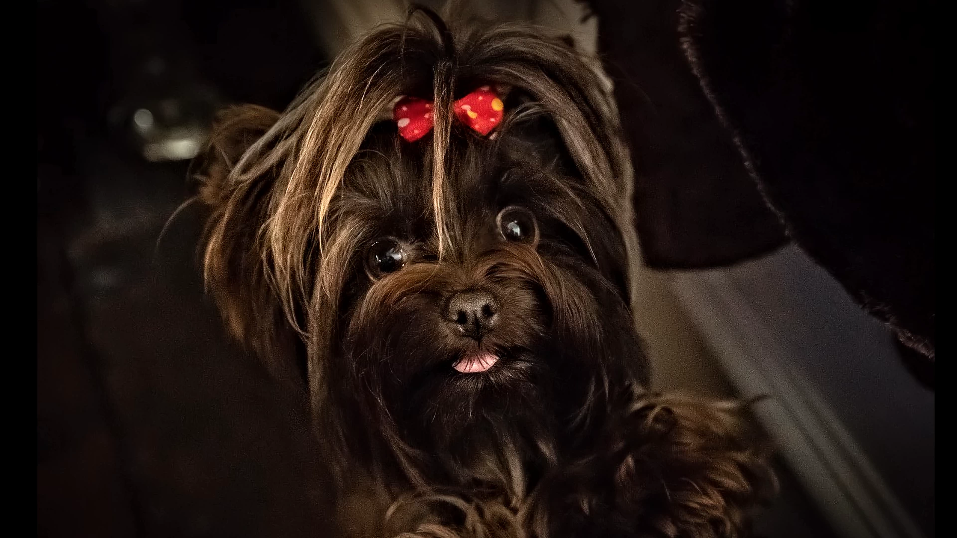 Colour Me In | Chocolate Yorkshire Terrier Puppies For Sale